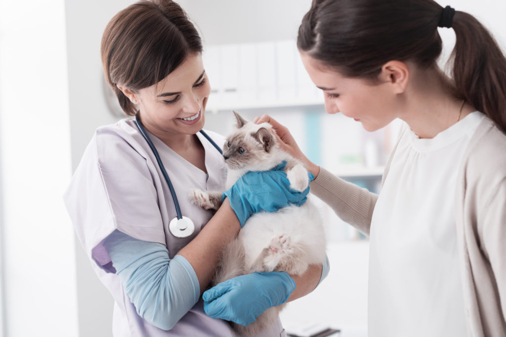 Veterinário, saiba como obter o seu registro profissional - Portal Q1VET