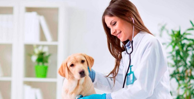 Carreira em Medicina Veterinária: 8 passos para o sucesso - Portal Q1VET