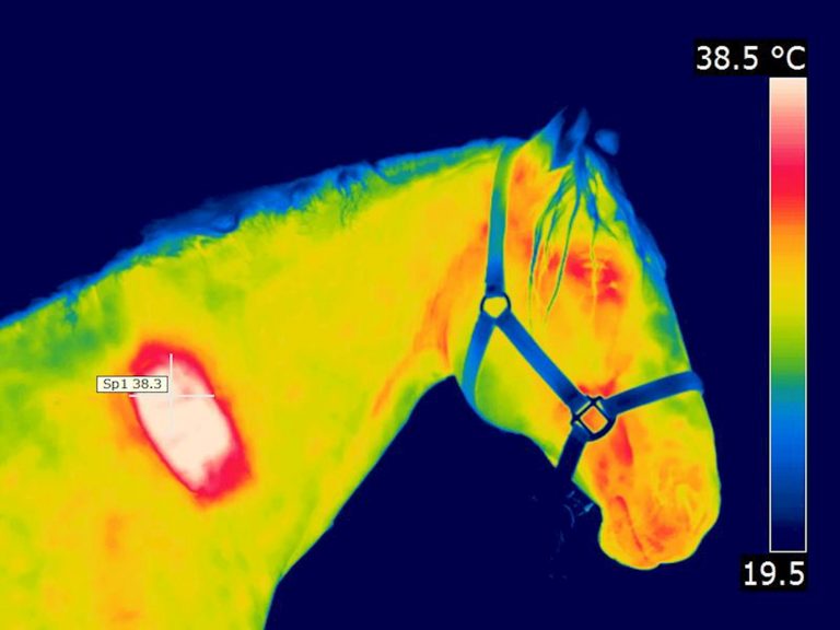 O uso da termografia para monitorar o bem-estar animal - Portal Q1VET